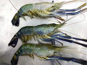 Freshwater Prawn – Shinnei Bussan Co. Ltd.
